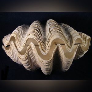 Jewelry | Pearl In Tridacna Gigas Clam Shell Rippled Fluted Folds ...